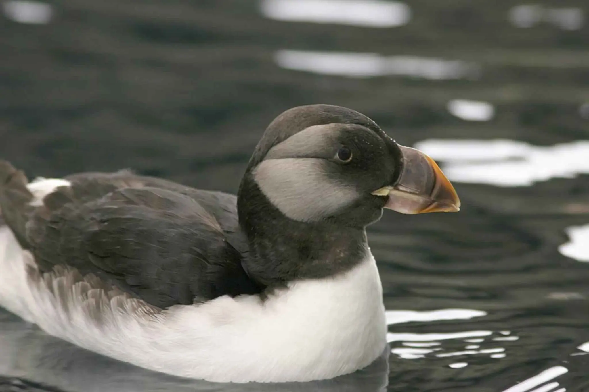 Puffin Bird Watching Tours & Sightseeing in Iceland 2025