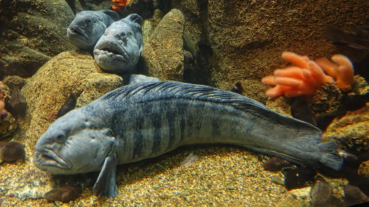 Fish in Iceland | Your Friend in Reykjavik