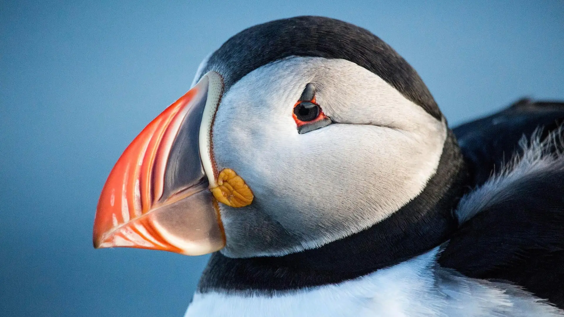 Reykjavik CatWalk & Puffin Boat Tour - Discover Local Cats & Birds